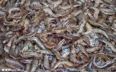 活虾摄影图 食物原料 餐饮美食 摄影图库 昵图网