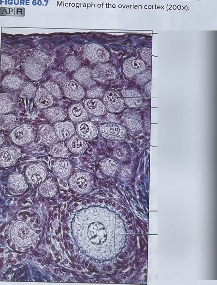 Ovarian Cortex Diagram Quizlet