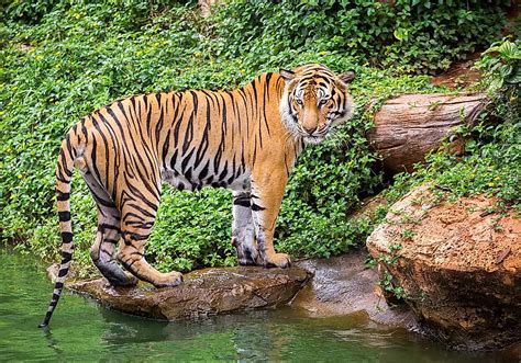Wildlife Documentary Wild Thailand A Land Of Beauty