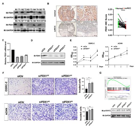Experimental Validation Supports The Tumor Suppressive Role Of Fdx1 In Download Scientific