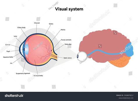 Suprachiasmatic Nucleus Hypothalamus Human Visual System Stock Vector Royalty Free 2509879217