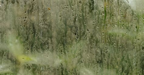 A Close Up Of A Window With A Plant Behind It Photo Rubber Tree Image