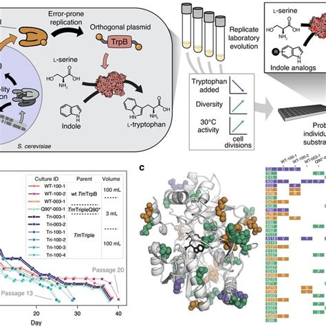 Pdf Scalable Continuous Evolution For The Generation Of Diverse Enzyme Variants Encompassing