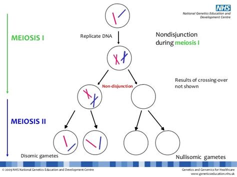 Dna Replication In Mitosis Vs Meiosis Smashjoker