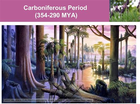 Plants Paleozoic Era