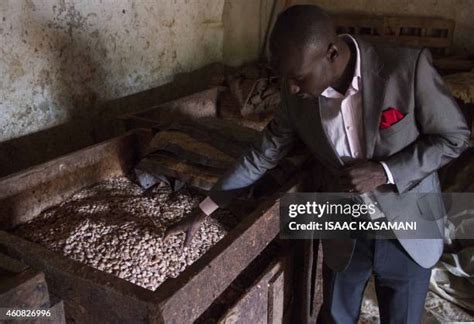 Cocoa Fermentation Photos And Premium High Res Pictures Getty Images
