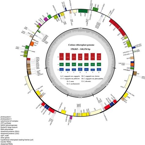 Gene Map Of Cotinus Cp Genomes Genes Shown Inside The Inner Circle Are
