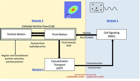 Coupling Of The Modules Of The Multiscale Mrc Clb Adt Model And