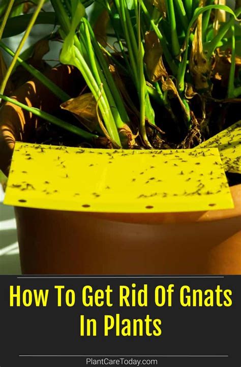 How To Get Rid Of Gnats In Plants