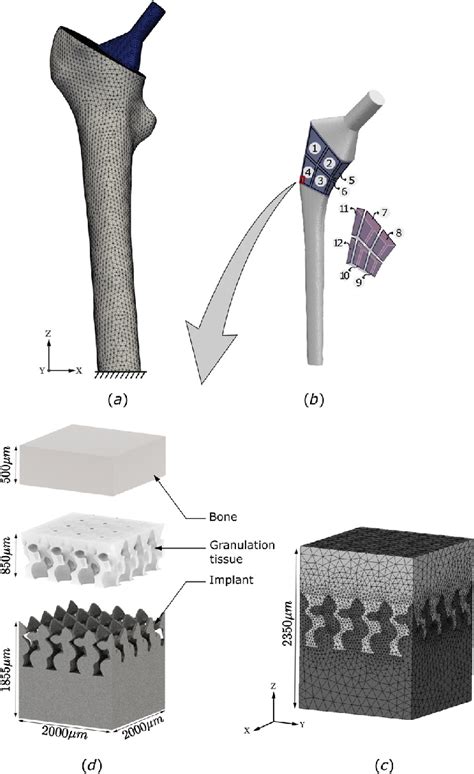 Fe Models Used For The Simulation A Macroscale Model Of Implanted