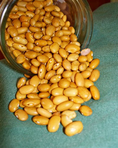 BeansYellow Indian Woman Bean Seeds Heirloom OP Open