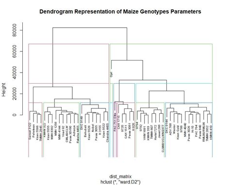 Dendrogram In R Bikas Basnet