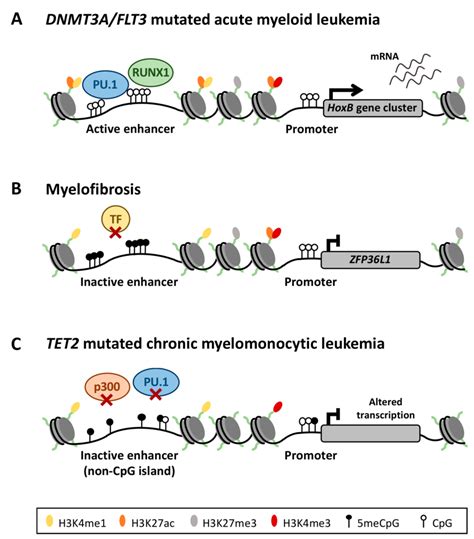 Aberrant Dna Methylation Of Enhancer Regions Deregulates The