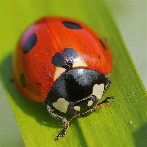Detailed Ladybug Image Stock Illustration Illustration Of Meadow