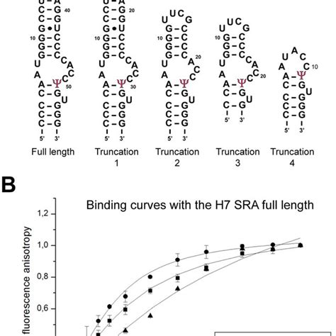 Human Pseudouridine Synthase 1 Binds To Various Sra Constructs A Download Scientific Diagram