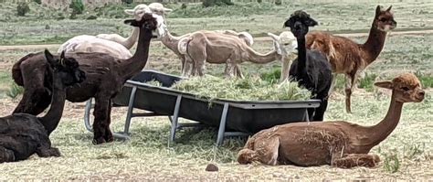 Build A Gpu Enabled Llamafile Container Dev Community