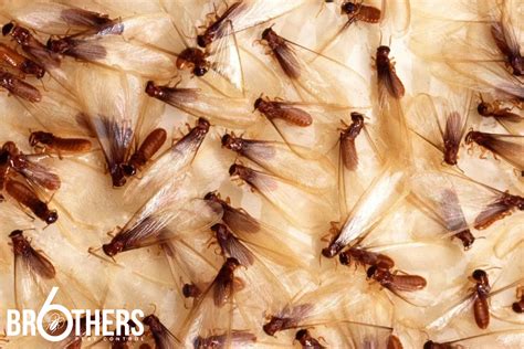Winged Termites What Every Homeowner Should Know