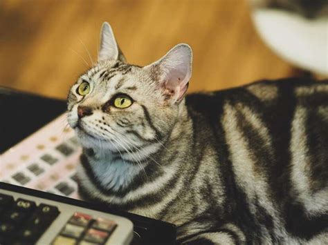 10 Fascinating Facts About Maine Coon Tabby Mix Cats Your Ultimate Guide