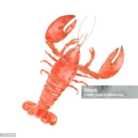 갓 요리된 바닷가재의 수채화 그림 맛있는 붉은 랍스터 해산물 가재 랍스터 축제 신선한 유기농 해산물 손으로 사실적으로 그린