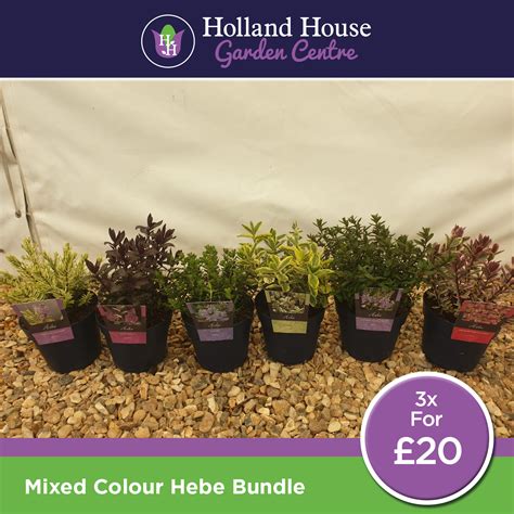 Acer Palmatum Cascade Ruby 5ft Holland House Garden Centre Preston