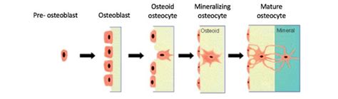Evolution Of Bone Cells Form Pre Osteoblast To Mature Osteocytes
