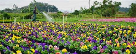 花卉栽培主要步骤 盆栽花卉栽培管理的基本方法有几种 知秀网