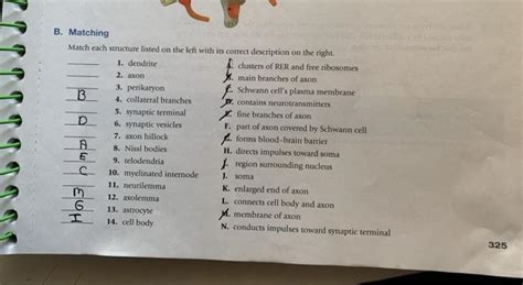 Solved B Matching Match Each Structure Listed On The Left
