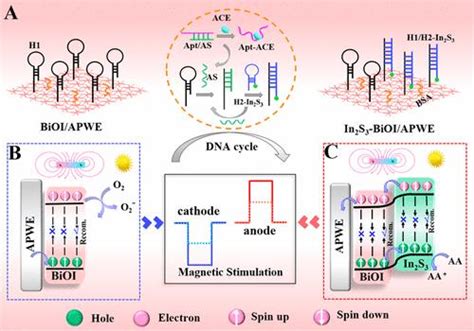 Ultrasensitive Paper Based Photoelectrochemical Biosensor For