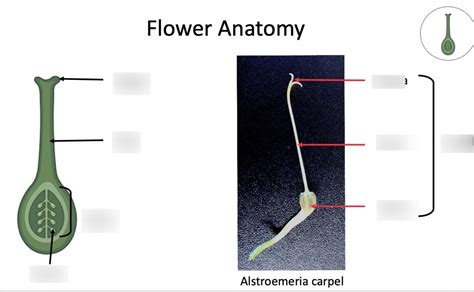 Lab 9 Female Flower Diagram Quizlet