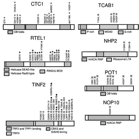 Schematic Representation Showing Protein Structure And Localization Of Download Scientific
