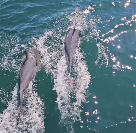 캘리포니아 고래투어 뉴포트비치보다 훨씬 좋은 데이나 포인트 웨일 워칭 돌고래 숨구멍 본 후기 Captain Daves