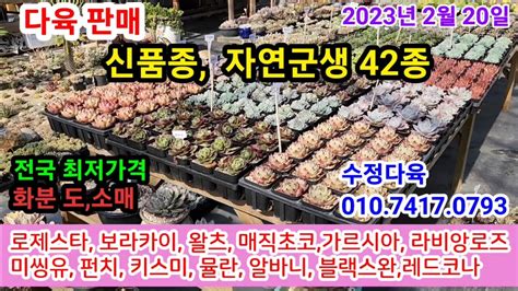 다육 판매 2월 20일 신품종 자연군생 42종수정다육01074170793 화분 도소매 5만원이상 무료배송 택배비 4000원 뽑아서 배송 Youtube