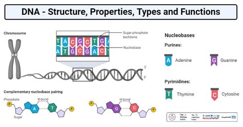 Nucleotide Structure Types And Biological Functions