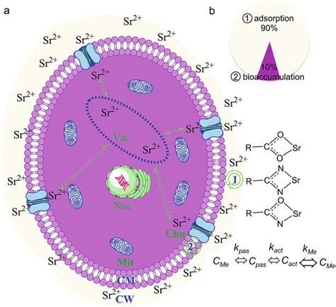 Interface Interactions For Saccharomyces Cerevisiae Cell Biosorption Of