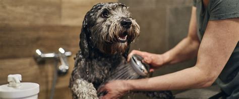 How To Maintain Your Dogs Hygiene Husse Singapore