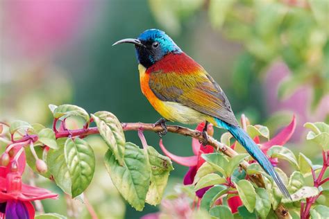 ミドリオタイヨウチョウangkanensis eBird
