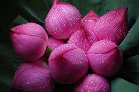 কোন ফুলে সন্তুষ্ট কোন দেবতা জেনে রাখুন Know The Favourite Flowers Of Hindu Gods And Their Use