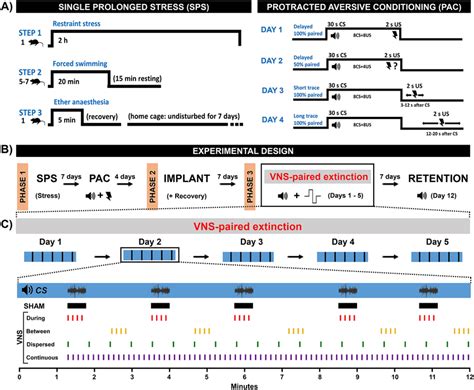 General Methods Experimental Design And Vns Parameters A To Assess Download Scientific