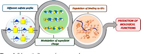 Figure 1 From Deciphering Structural Determinants In Chondroitin