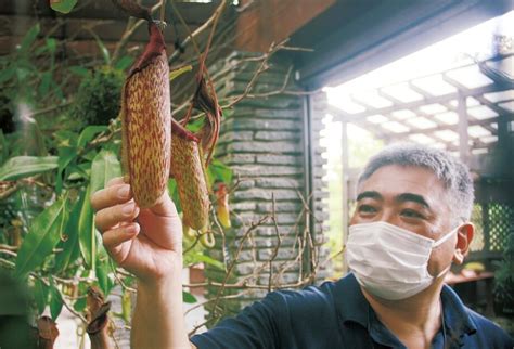 箱根湿生花園世界の食虫植物展開催中約100種700点が勢ぞろい特別販売会も 神奈川東京多摩のご近所情報 レアリア