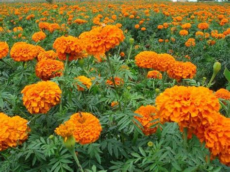 十二月份的种植菊花还能活吗 怎么整地种植 花海建设 长景园林网