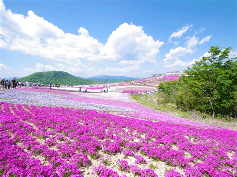 Aichi Now愛知の観光情報 on Twitter 5 136 4 茶臼山高原 芝桜まつり 豊根村 https