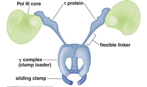 Dna Replication Flashcards Quizlet