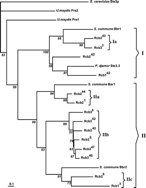quartet puzzling tree with maximum likelihood branch lengths for c