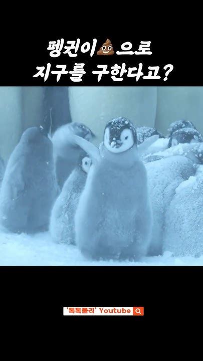 펭귄이💩으로 지구를 구한다고 과학자들도 놀란 이유 Youtube