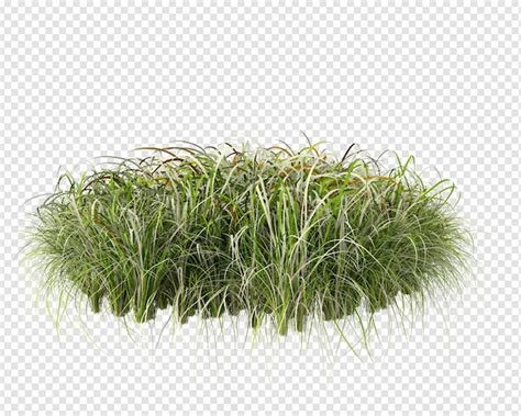 Premium Psd Isolated Grass In 3d Rendering
