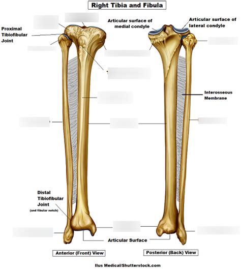 Tibia And Fibula Diagram Quizlet