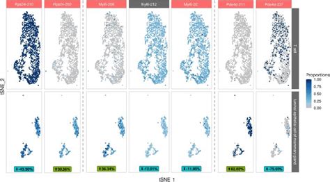 Revealing Cell Type Specific Transcripts In Murine Mammary Gland