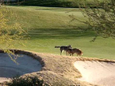 Mating Coyotes Become Inseparable Literally Inseparable YouTube