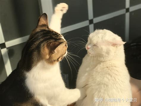 为什么不要打断正在“交配” 的猫咪？ 知乎